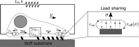 Schematic Sketch Of The 1d Model Actomyosin Contraction And Edge Download Scientific Diagram