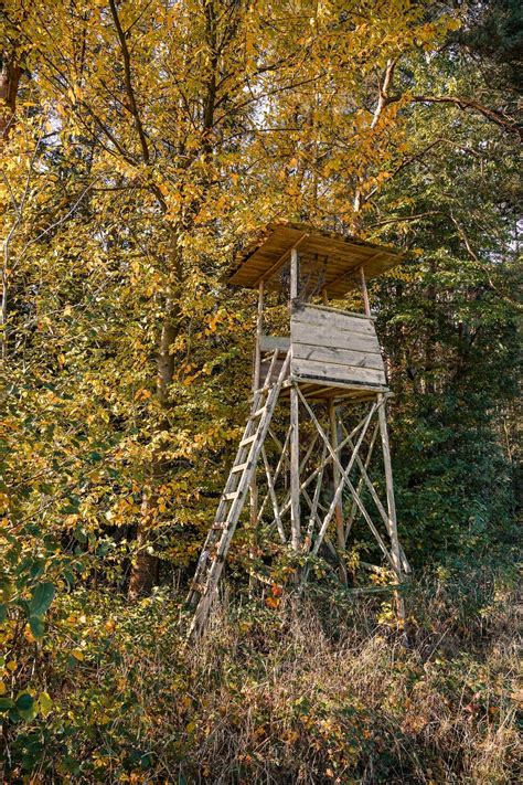 Premium Photo Built Structure In Forest During Autumn