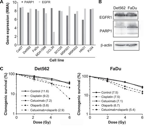 Combined Egfr1 And Parp1 Inhibition Enhances The Effect Of Radiation In