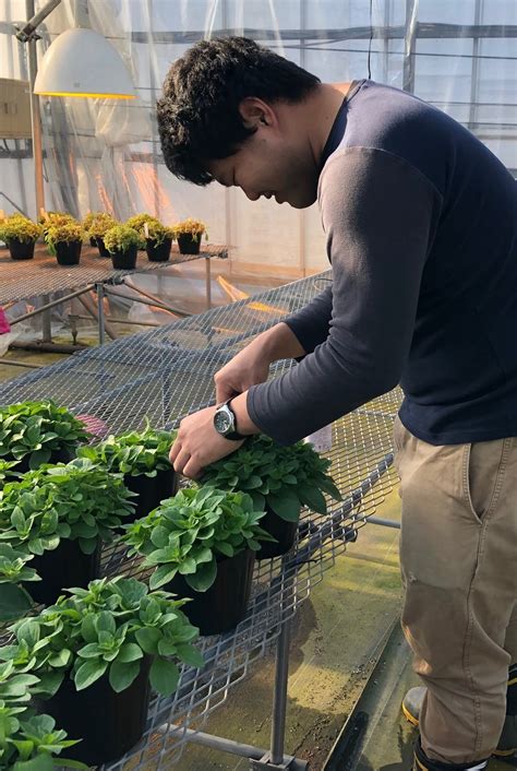 千葉大学 花卉･苗生産ブログ 1月 2019