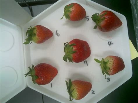 Strawberryseg1 Instance Segmentation Dataset By Workspace