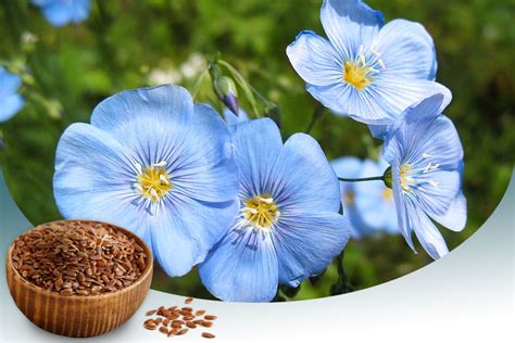 Рецепт семени льна очищение организма ЗОРИЦВЕТ Статьи