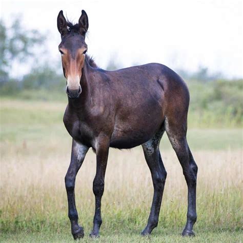What Is A Mule A Complete Easy To Read Guide Ahf