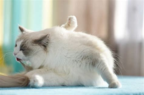My Cat Is Not Grooming Themself When To Worry Cats