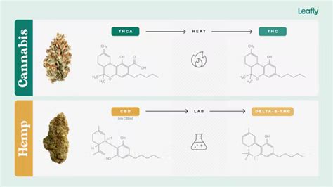Science Of Delta THC Vs Delta THC Chemistry Effects Potency Production