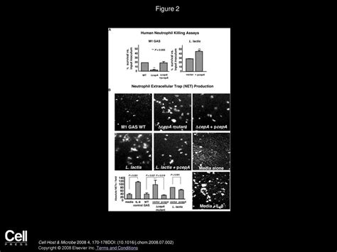 Volume 4 Issue 2 Pages August 2008 Ppt Download