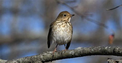 Hermit Thrush Range And Song