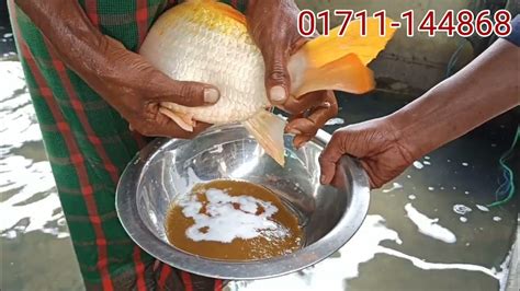 মাছের পোনা উৎপাদন পদ্ধটি কার্ফু মাছের পোনা Common Carp কার্ফু মাছ