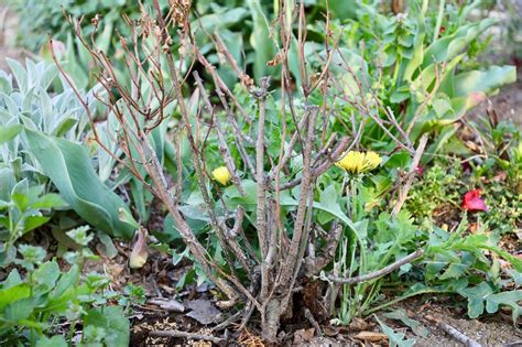 バラにつく害虫Q A症状別でよく分かる 被害と対策方法枝根っこ編 GardenStory ガーデンストーリー