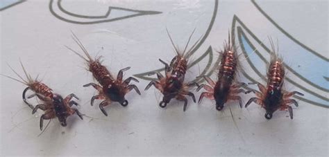 Swimming Mayfly Nymphs Pack Of 5 Nzfishingflies