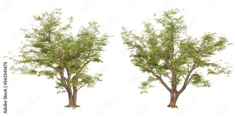Isolated Trees On Transparent Background PNG File Stock Illustration Adobe Stock