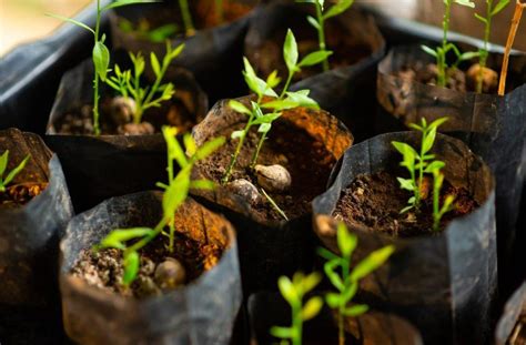Seed Vs Seedling Which Is Best Gardening Express Knowledge Hub