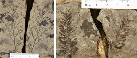 Cretaceous Plant Fossils