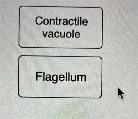 Solved Pyrenoid Chloroplast Stigma Nucleolus