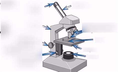 Light Microscopy Diagram Quizlet