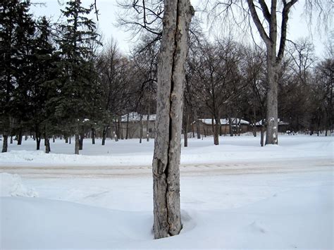 Tree Care Canada Frost Cracks And Sun Scald