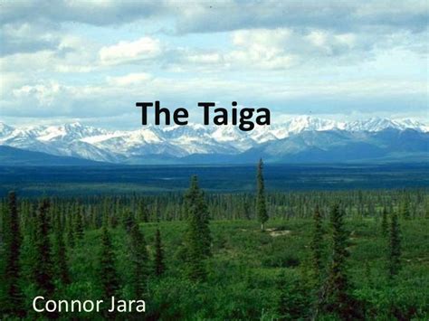 The Taiga 2