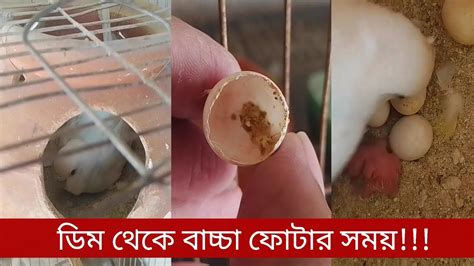 বাচ্চা ফোটার সময় বাজরিগার পাখি পালন পদ্ধতি Pakhi Palon