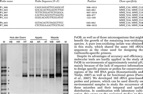 Specific 16s Rrna Targeted Oligonucleotide Probes Designed According To Download Table