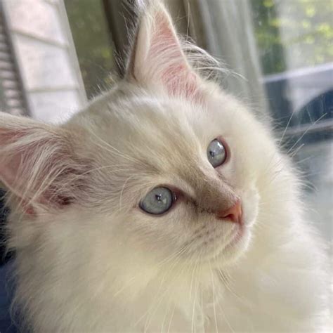 Ragdoll Cat Colors Explaining The Breeder Jargon