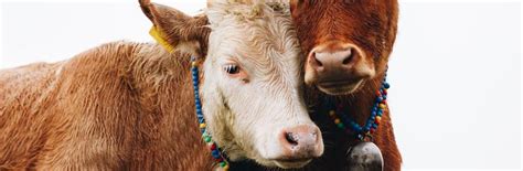 Vaccination Process For Cattle Farming