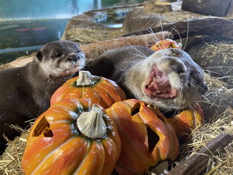 Some Spooky Otters For Your Viewing Pleasure Rotters