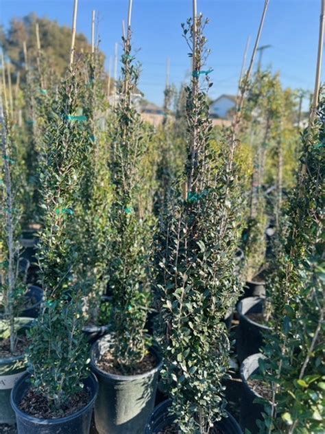 Japanese Holly Ilex Crenata Sky Pencil Plant 5 Gallon Size Etsy