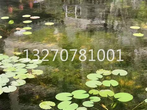 兴化市龙马水生植物培育有限公司 热线13270781001
