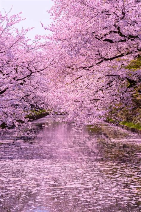 弘前公園の桜日本の桜名所100選で堀を埋め尽くす花筏が見事 ピクスポット 絶景風景写真撮影スポット撮影ガイドカメラの使い方