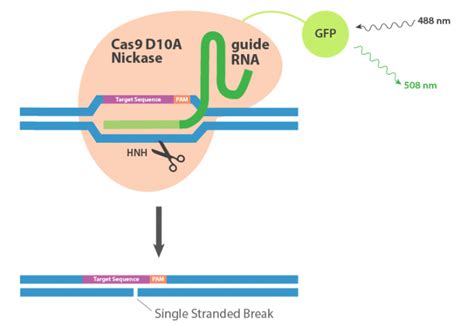 K186 Cas9 Null Mutant Gfp Nls Protein By Abm Products Mbp Inc