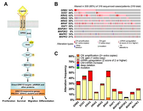 The Mek12 Signaling Pathway And Its Genetic Alterations Observed In