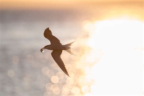 Home Amandabeersphotos