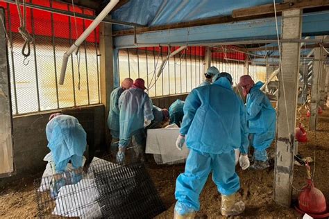 雲林麥寮2禽場再傳禽流感 逾12萬隻雞、鵝遭撲殺｜四季線上4gtv