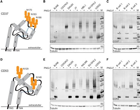 N Glycosylation Dependent Regulation Of Immune Specific Tetraspanins