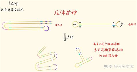 等温扩增技术 一种核酸体外扩增技术 知乎