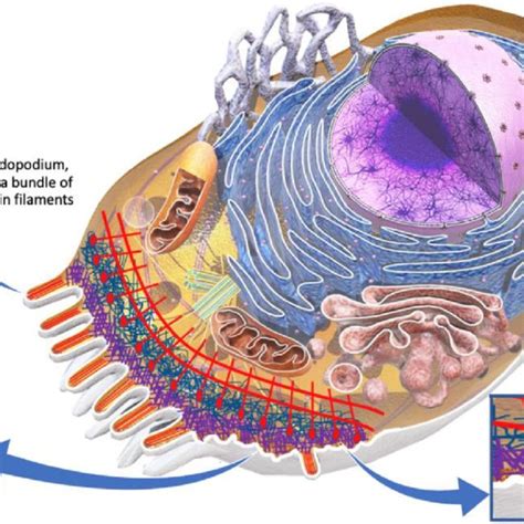 Tumor Cell Components And Cellular Protrusions During Migration Cells Download Scientific
