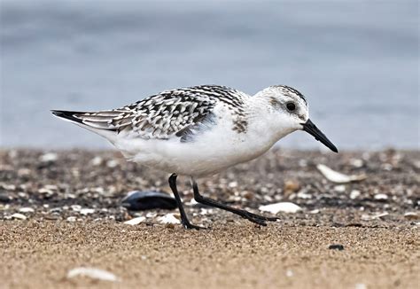 Bécasseau Sanderling Sanderling Calidris alba DSC Flickr