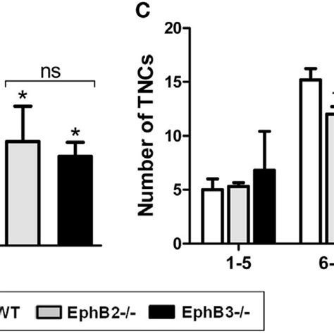 Thymic Epithelial Cell Tec Morphology In Reaggregate Thymus Organ
