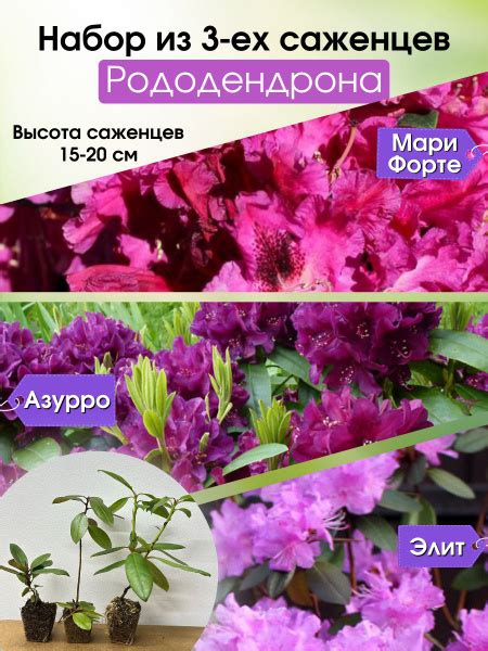 Рододендрон саженец набор 3 шт в кассете - купить с доставкой по ...