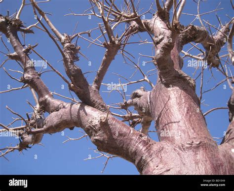 Baobab Baum Affenbrotbäume Digitata Im Senegal Nahe Der Nordgrenze