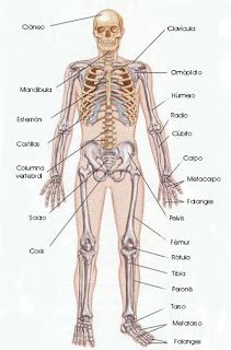 MORFOFISIOLOGIA HUMANA ESQUELETO APENDICULAR