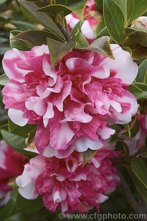 Camellia Saluensis Camellia Japonica Leviathan Unusual Flowers