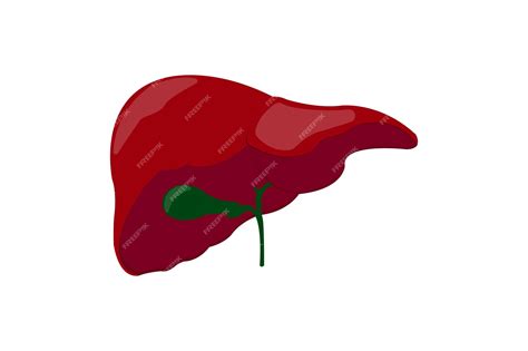 Premium Vector Human Liver Illustration Isolated On White Background