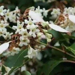 刷新名录大理苍山发现国家二级重点保护野生植物香果树 自然保护区 生物 云南省