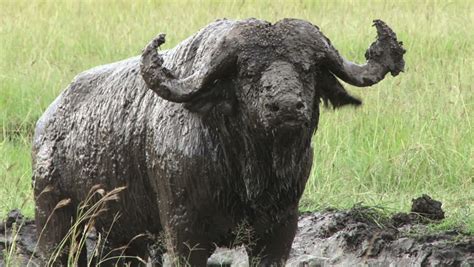 Mud Stock Footage Video Shutterstock