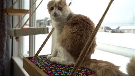 Purr Fect View How A Stray Inspired A Feline Furniture Line Cbc News
