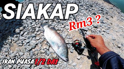 Casting Siakap Kolam Jugra RM3 Strike Bertubi Tubi Vlog05 YouTube