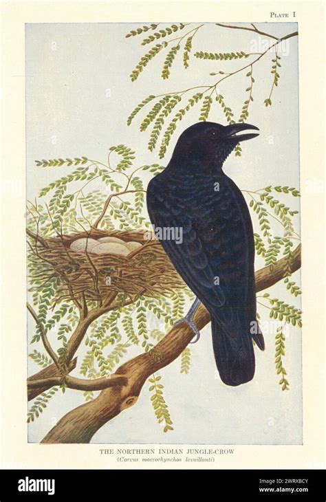 Northern Indian Jungle Crow Corvus Macrorhynchos Levaillanti Indian