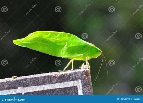 Leaf Like Bug Stock Image Image 17068991
