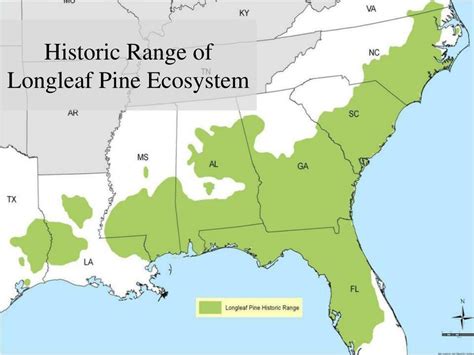 Ppt Brief History Of Longleaf Pine Powerpoint Presentation Free